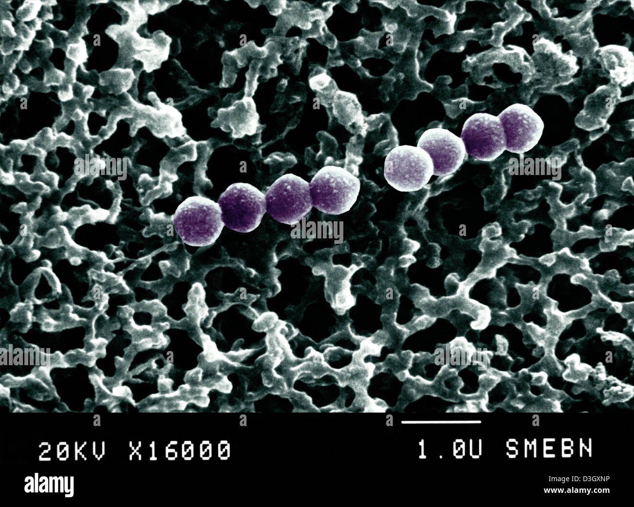 Diplococci Bacteria Stock Photos & Diplococci Bacteria Stock Images - Alamy