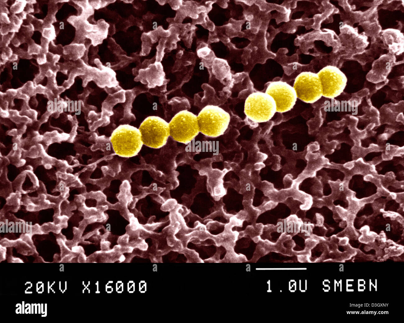 Streptococcus pneumoniae microscope hi-res stock photography and images ...
