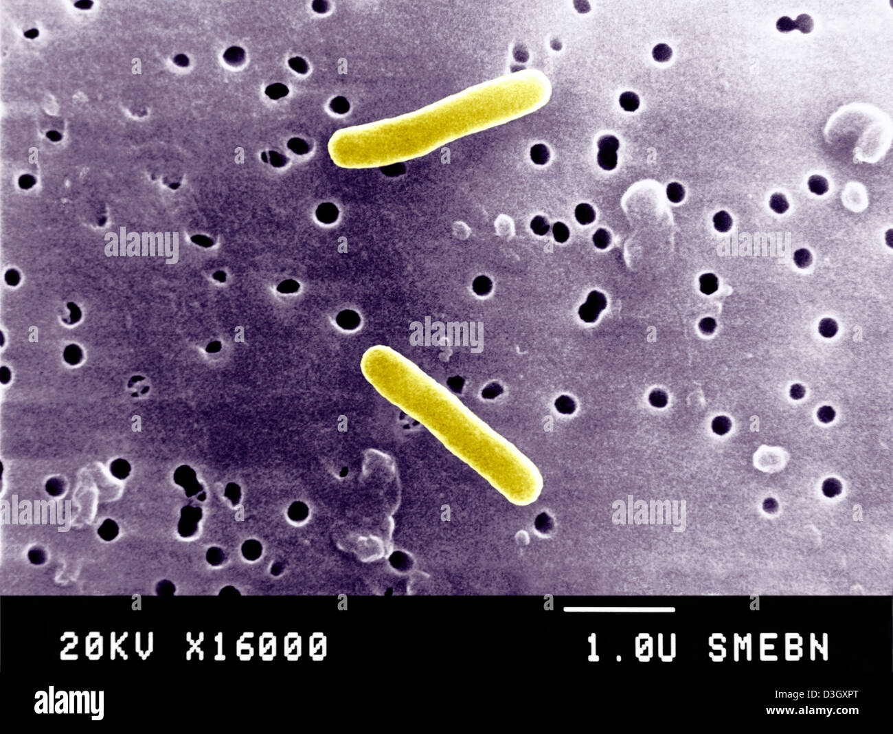 Bacterium salmonella typhi hi-res stock photography and images - Alamy
