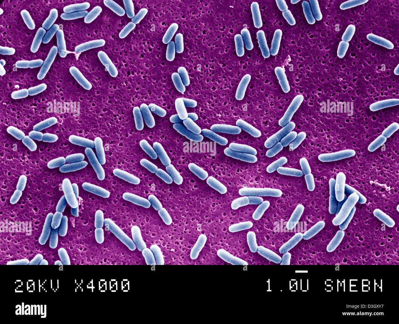 Escherichia Coli Micrograph High Resolution Stock Photography and Images - Alamy