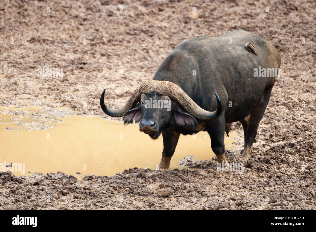 Buffalo (Syncerus caffer caffer), Mount Kenya National Park, Kenya ...