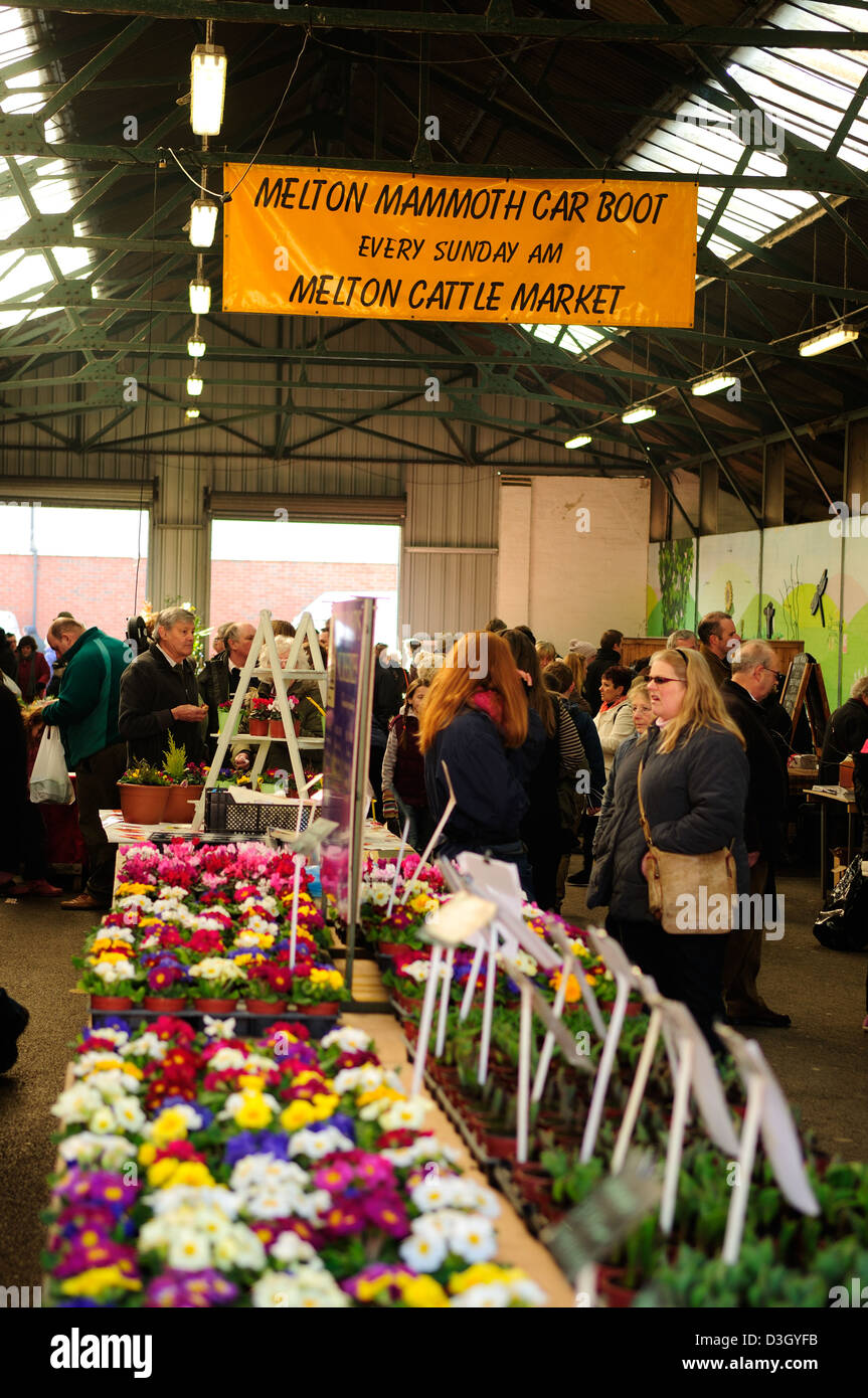 Cattle Market Melton Mowbray,Leicestershire Every Tuesday Stock Photo ...