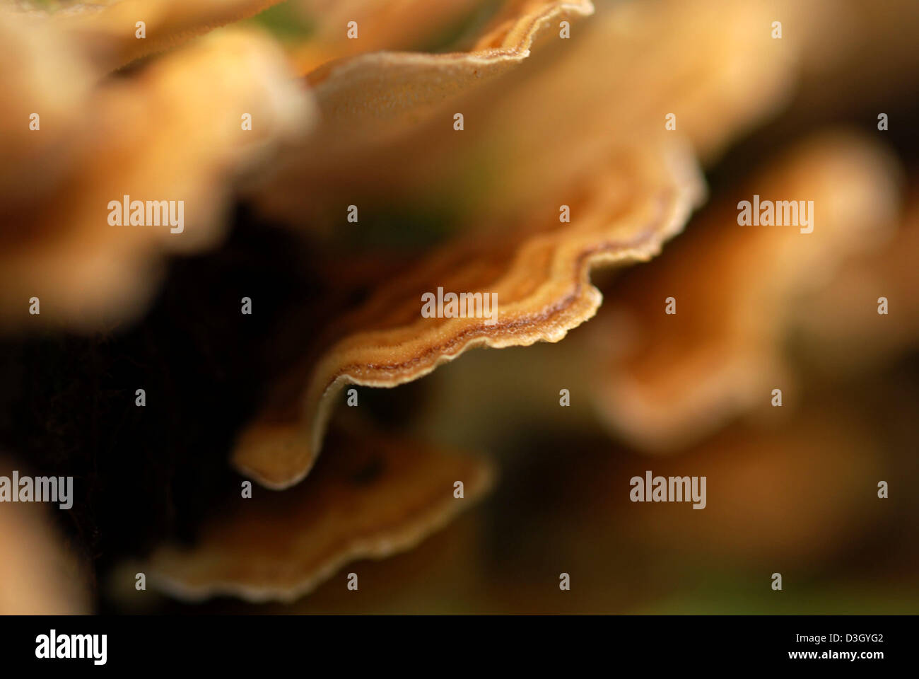 Slime Fungus Stock Photos & Slime Fungus Stock Images - Alamy