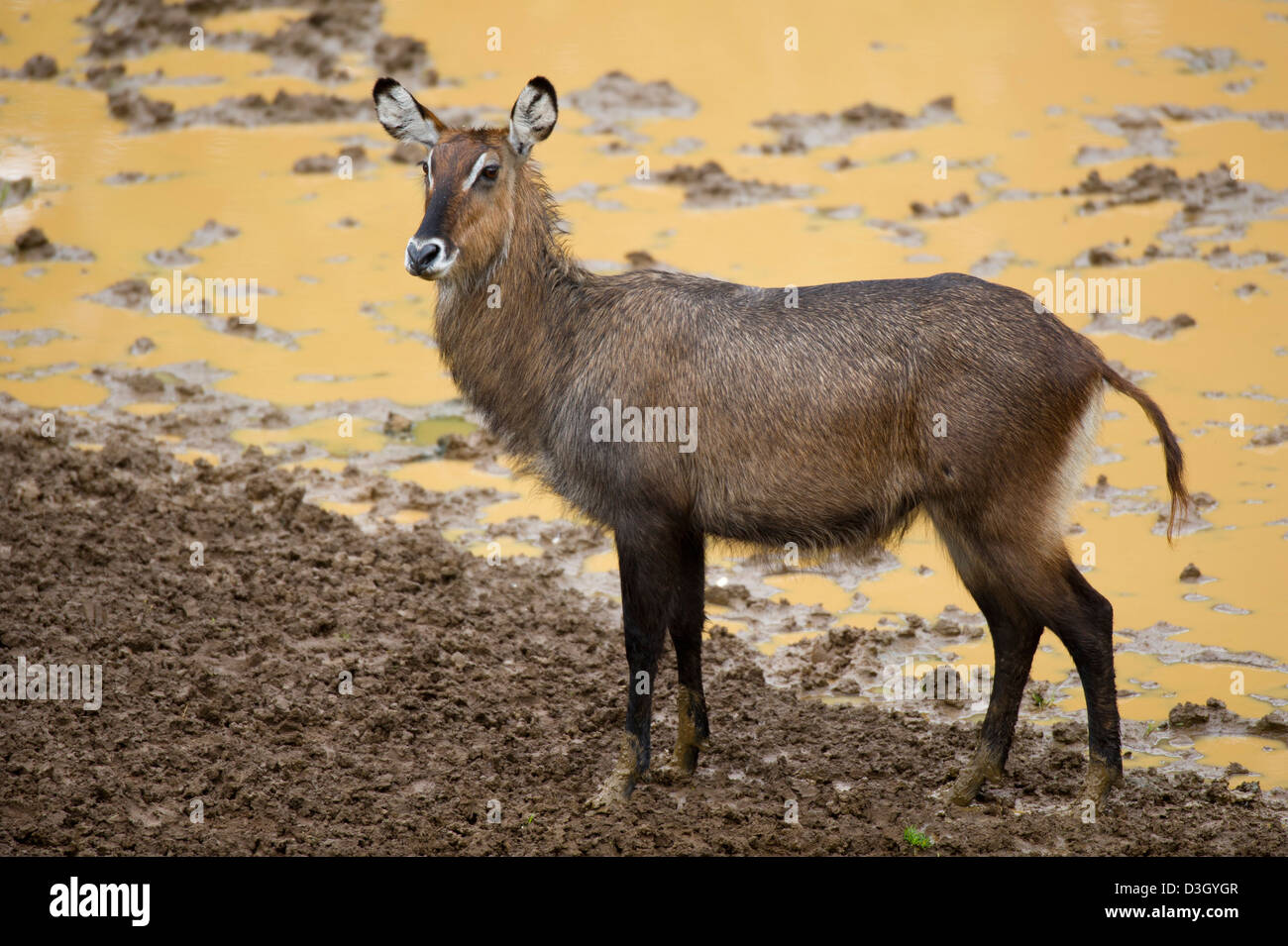 Defassa waterbuck (Kobus ellipsiprymnus defassa), Mount Kenya National ...