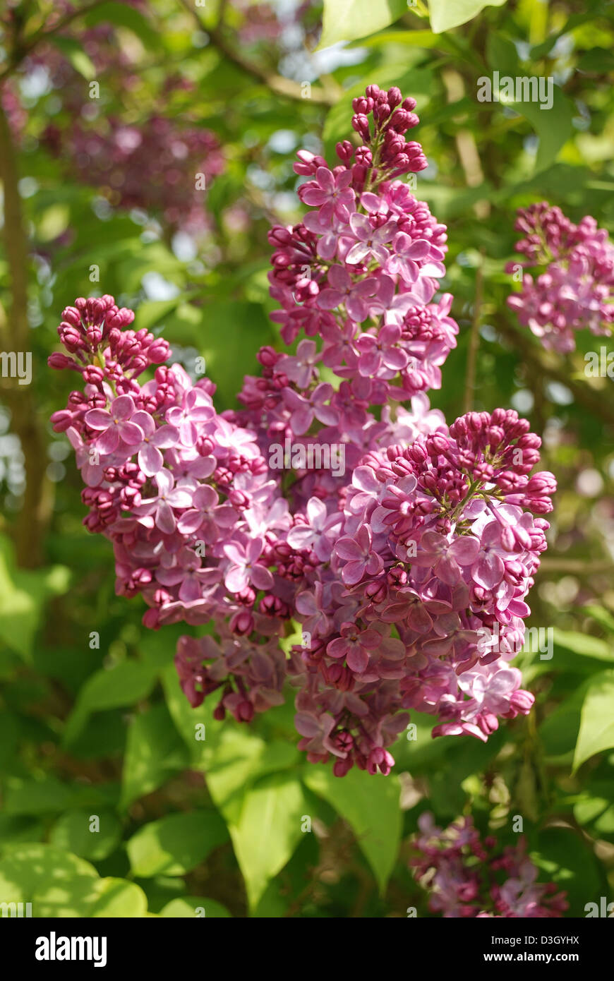 Lilac blossoms in springtime Stock Photo - Alamy