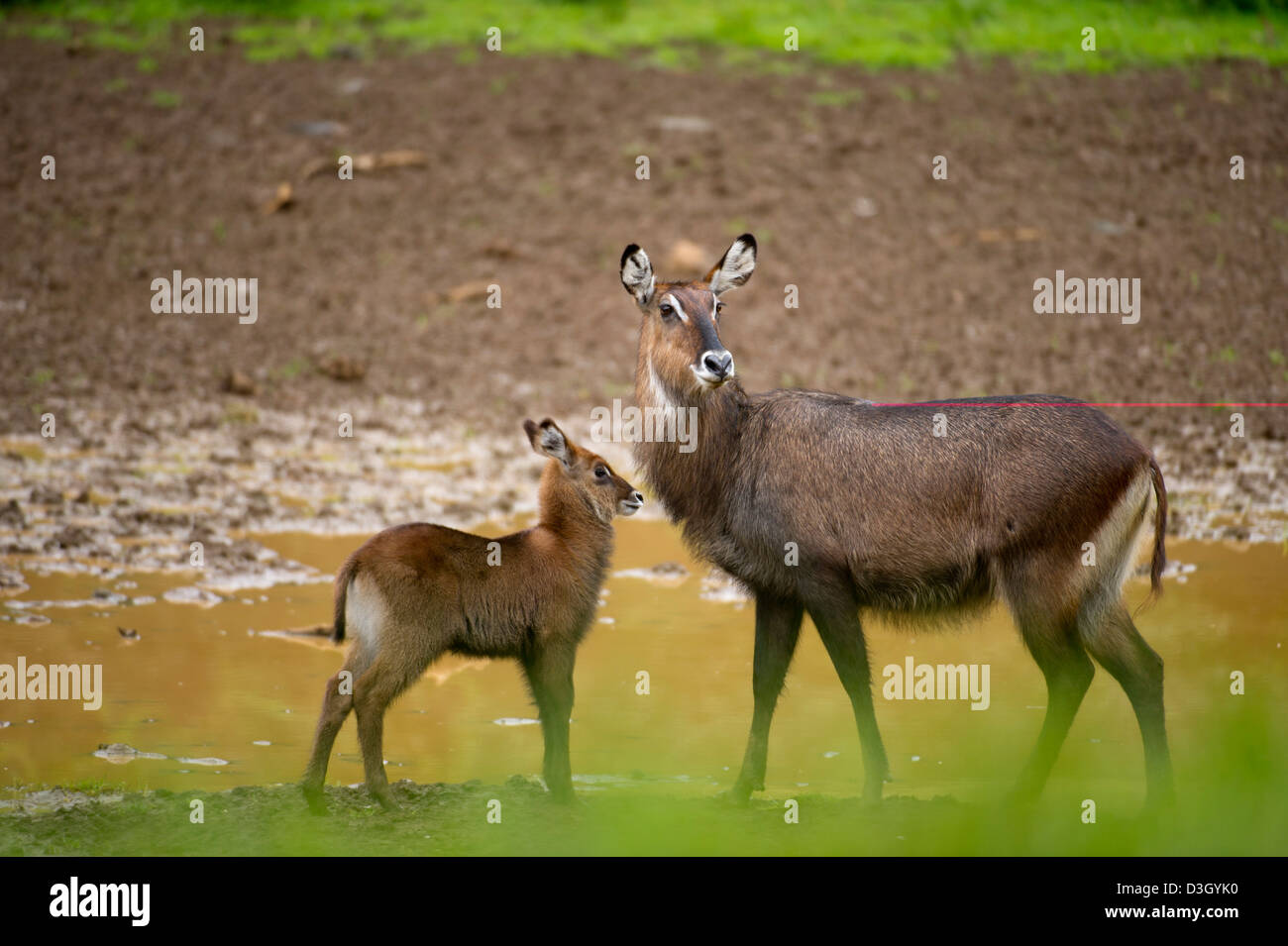 Defassa waterbuck with young (Kobus ellipsiprymnus defassa), Mount ...