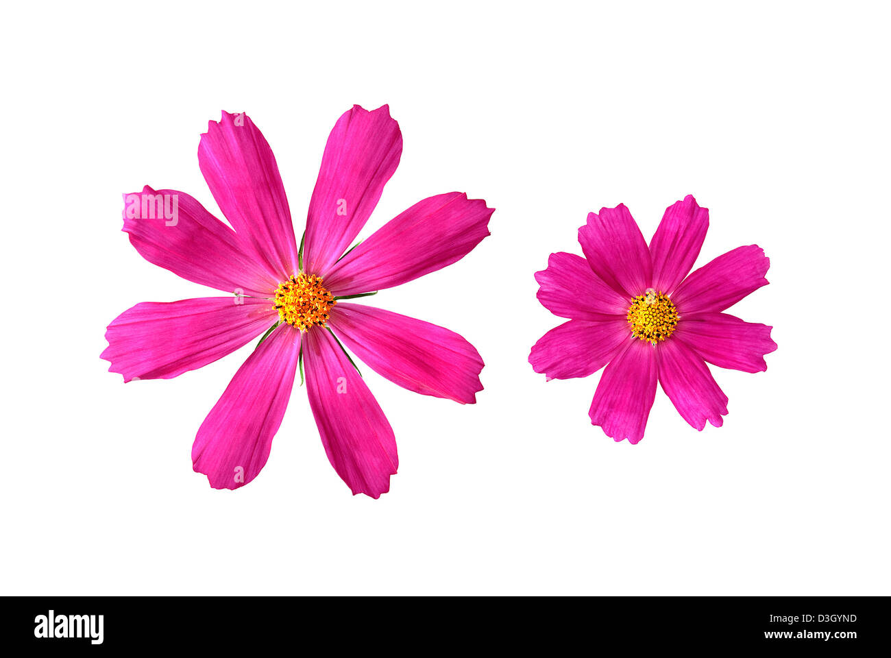 The two pink flowers is photographed on a white background Stock Photo ...