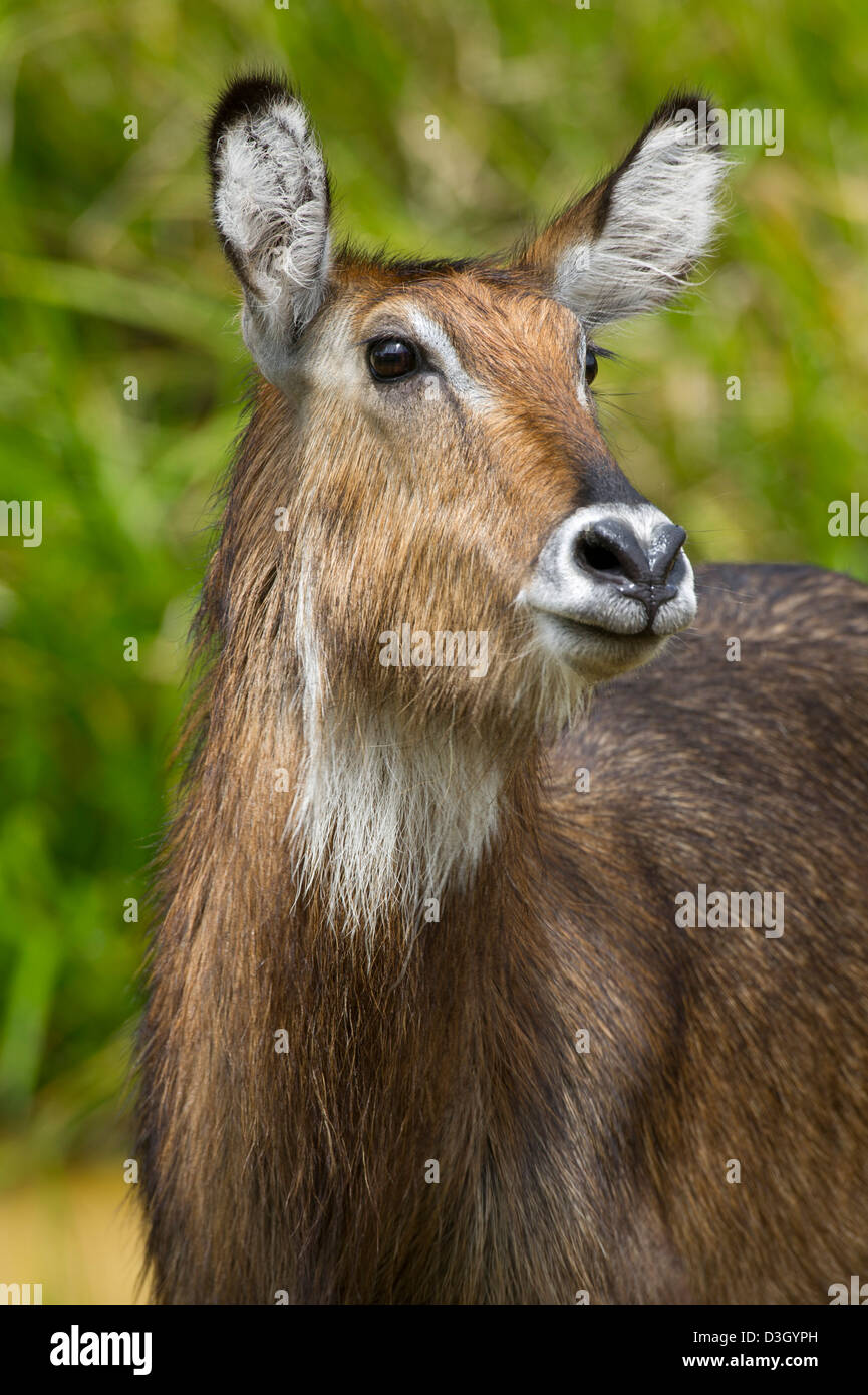 Waterbuck head hi-res stock photography and images - Alamy