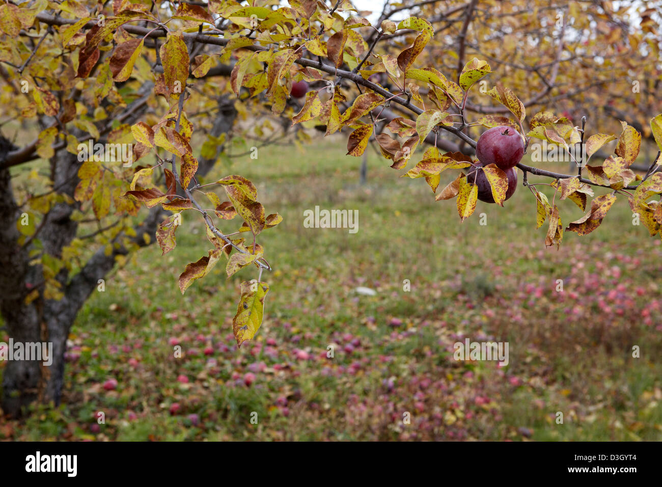 Apple orchard autumn Stock Photo - Alamy