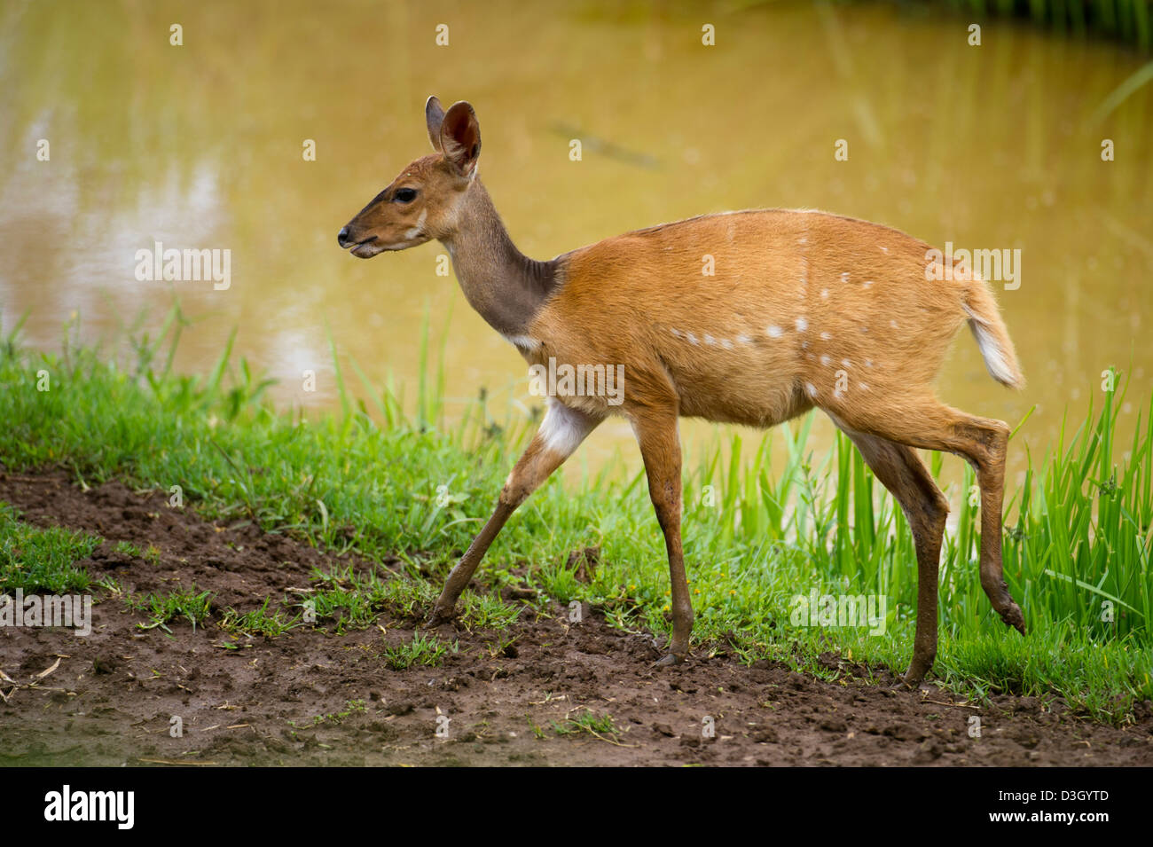 Bushbuck (Tragelaphus scriptus), Mount Kenya National Park, Kenya Stock ...