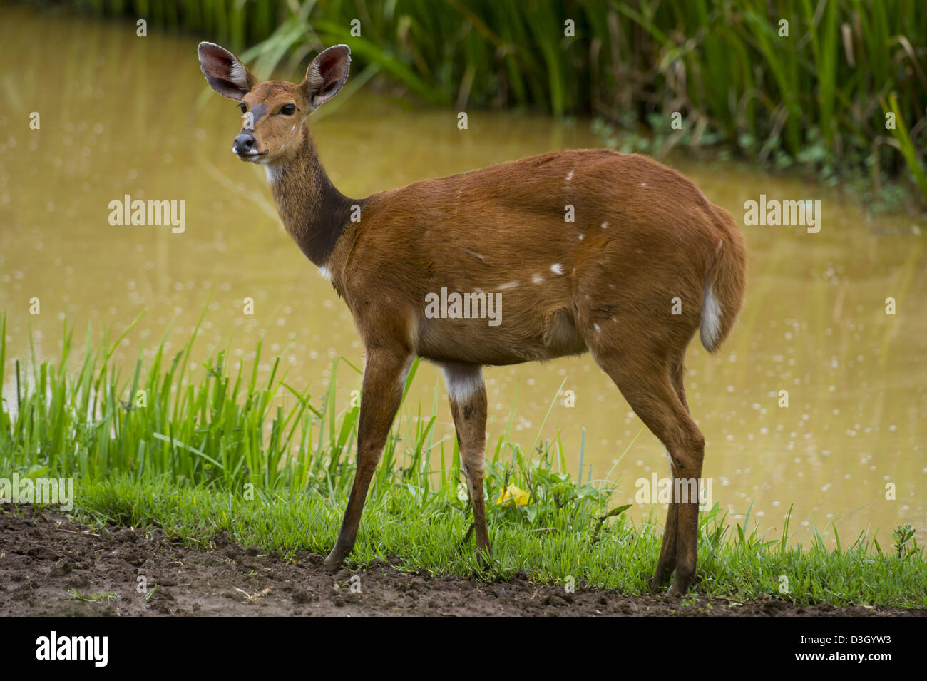 Bushbuck (Tragelaphus scriptus), Mount Kenya National Park, Kenya Stock ...