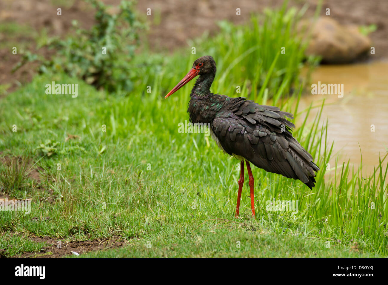Mount Bird High Resolution Stock Photography and Images - Alamy