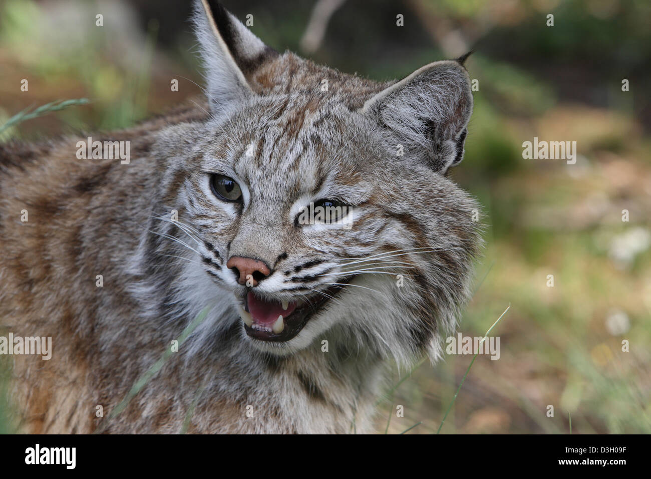 Newborn Bobcat