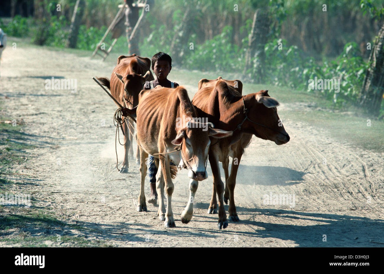 Small boy herding 3 very thin cows. Probably looking for grazing for ...