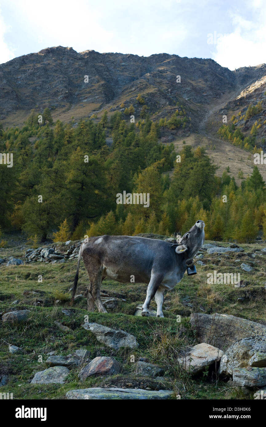 Val Senales, Italy, a cow on the pasture in Rableid Pfossental Stock ...