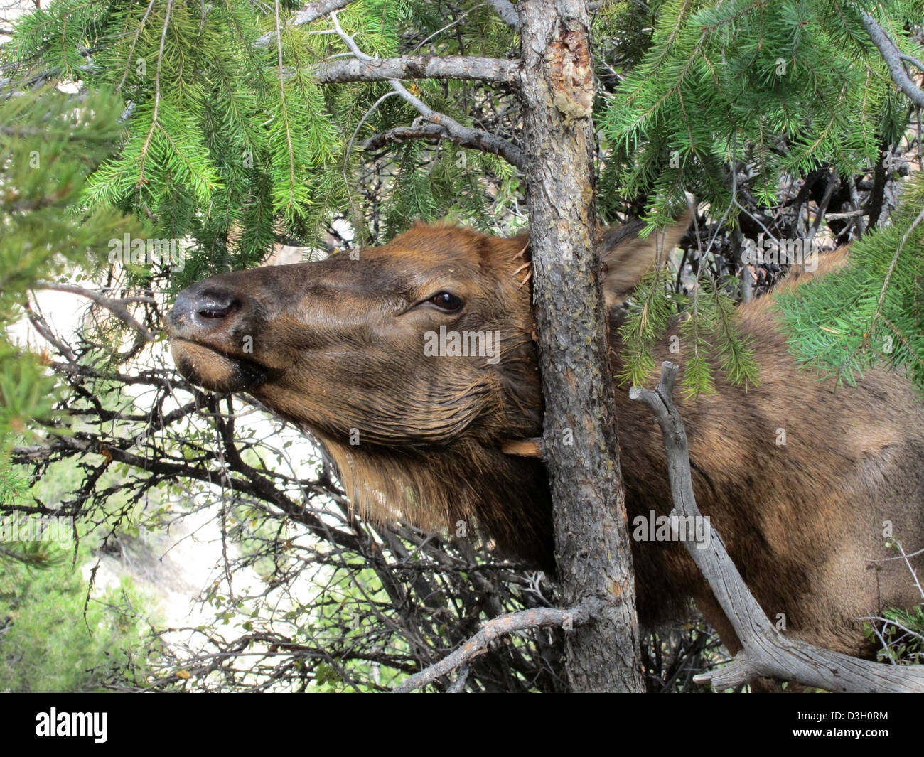 Elk rubbing tree hi-res stock photography and images - Alamy