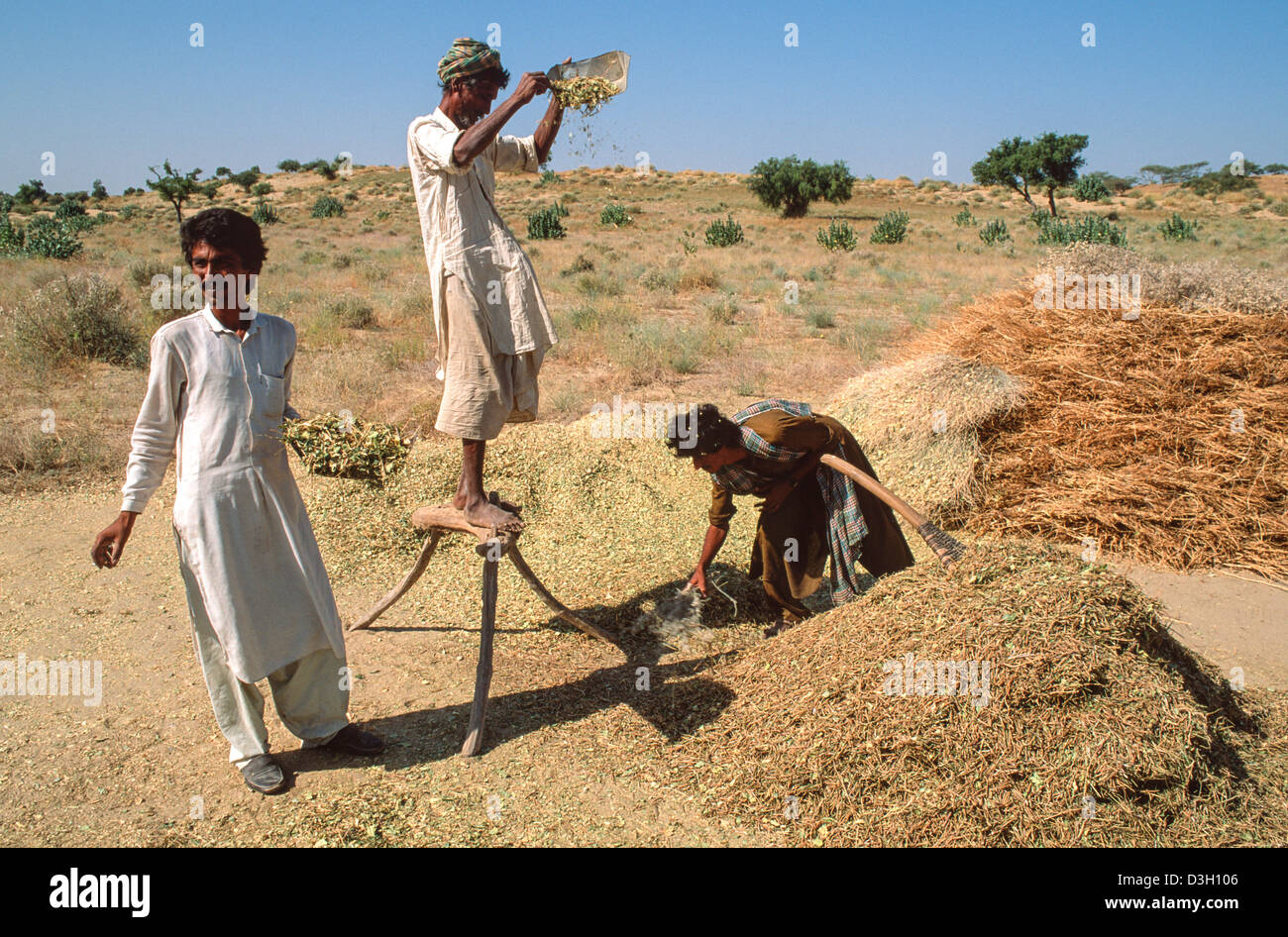 Farmers winnowing wheat standing on a wooden tressle to catch the wind ...