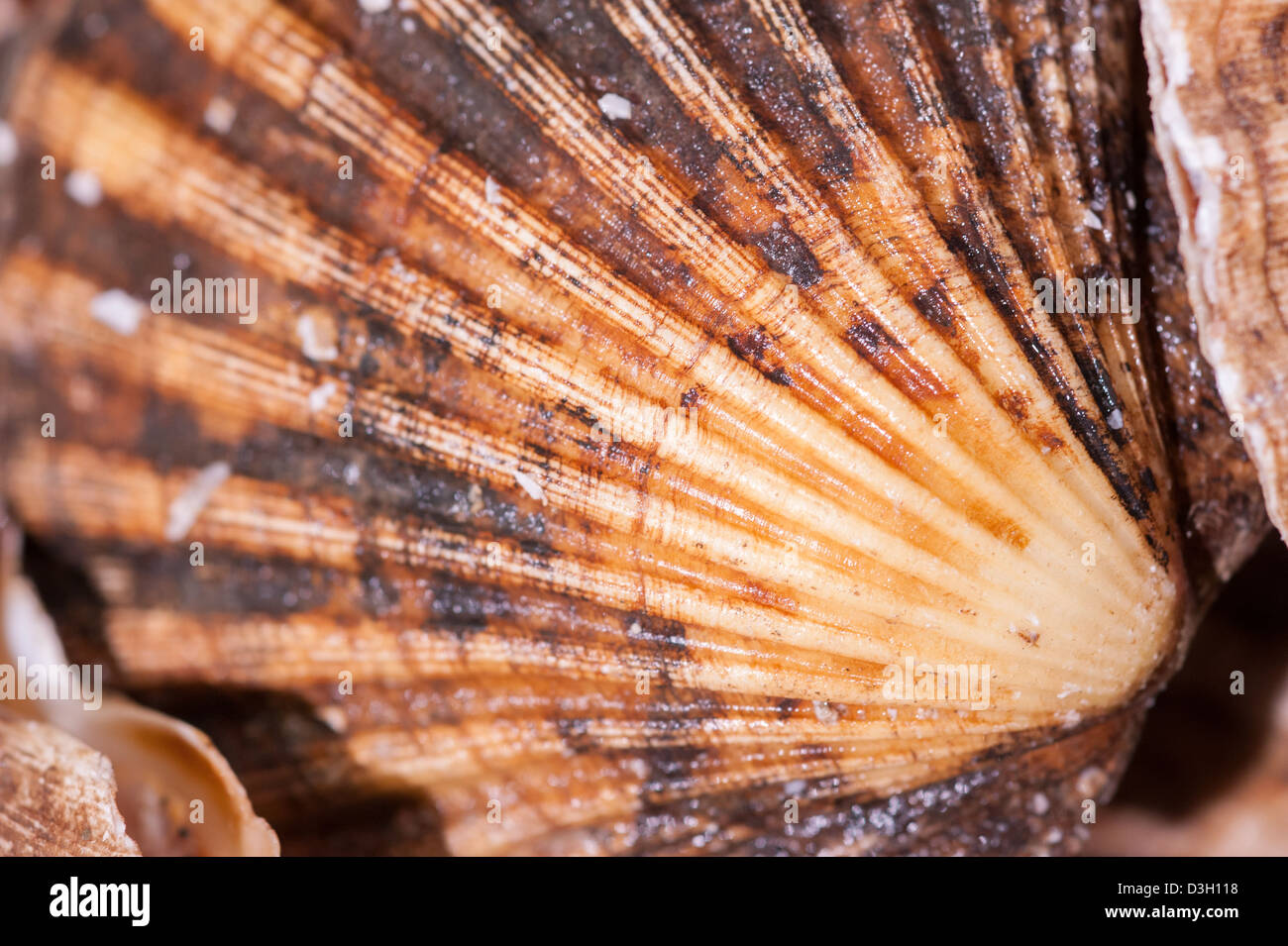 Close-up of scallop shells on the shellfish stall in a fish market ...