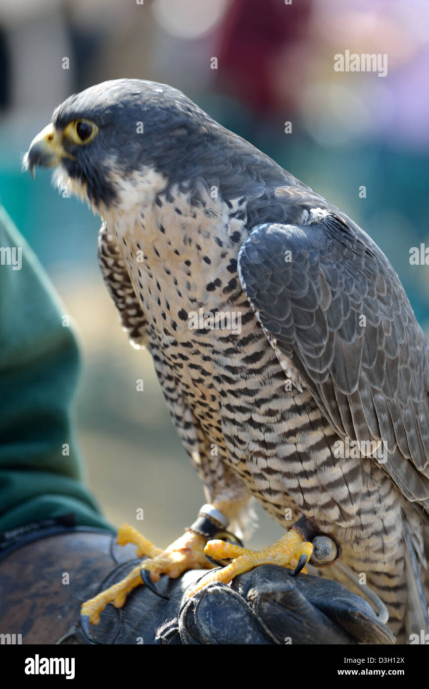 Falcon trainer hi-res stock photography and images - Alamy