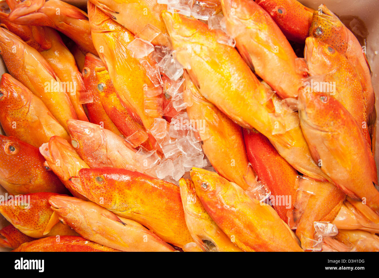 Orange fish at a fish market with ice in a crate Stock Photo - Alamy
