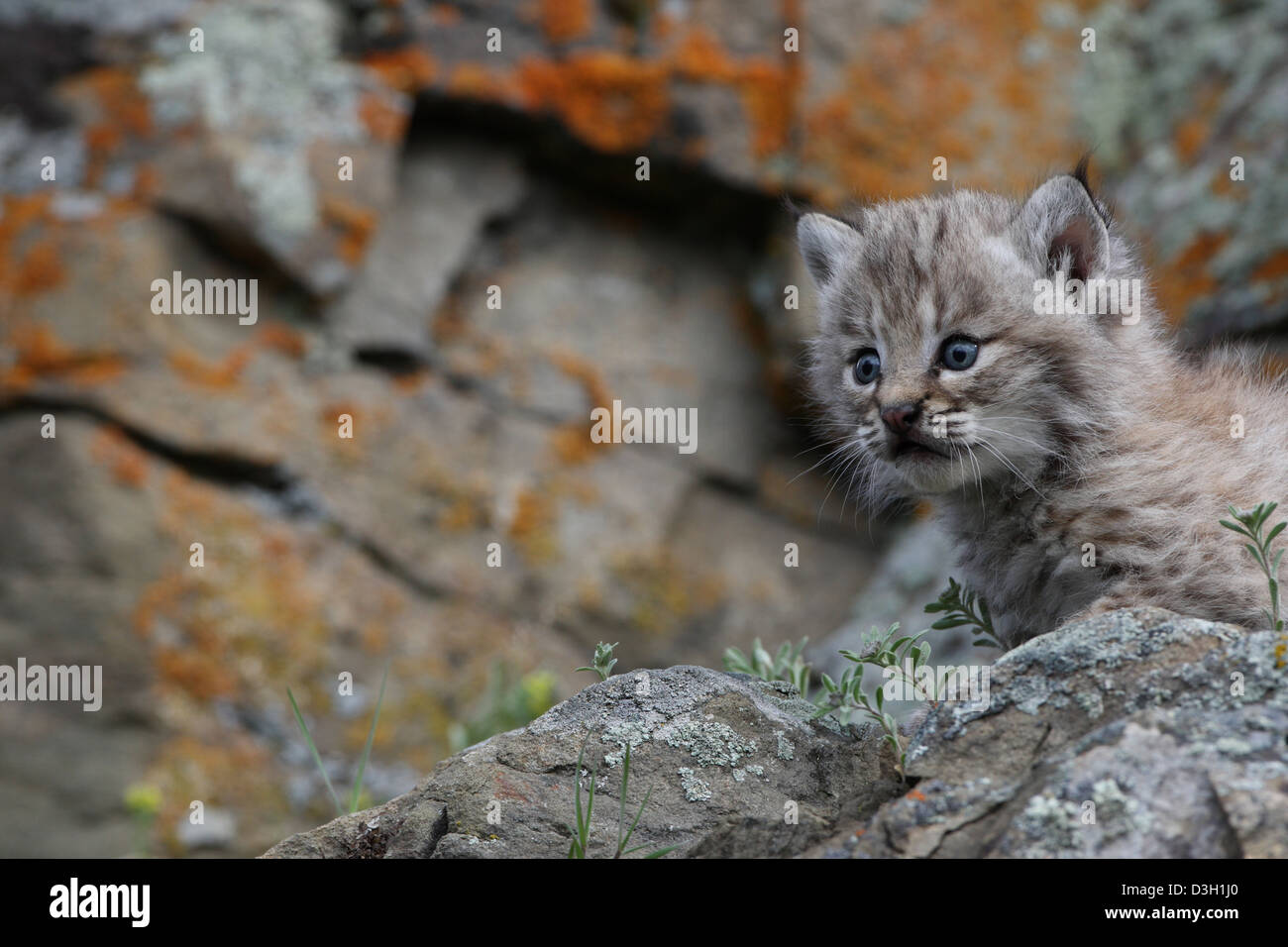 Bobcat kitten hi-res stock photography and images - Alamy