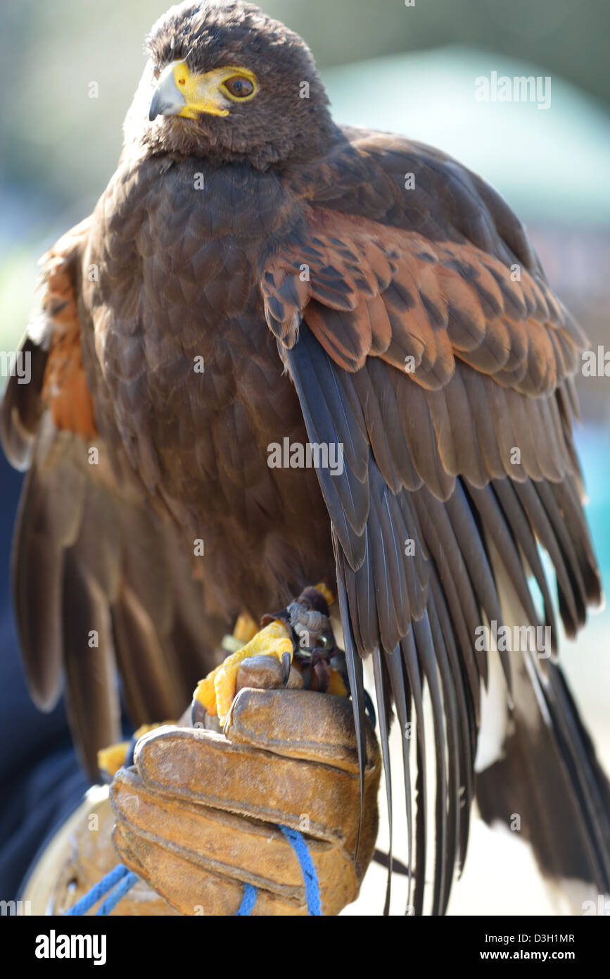 Harris Hawk held by gloved hand of trainer Stock Photo - Alamy