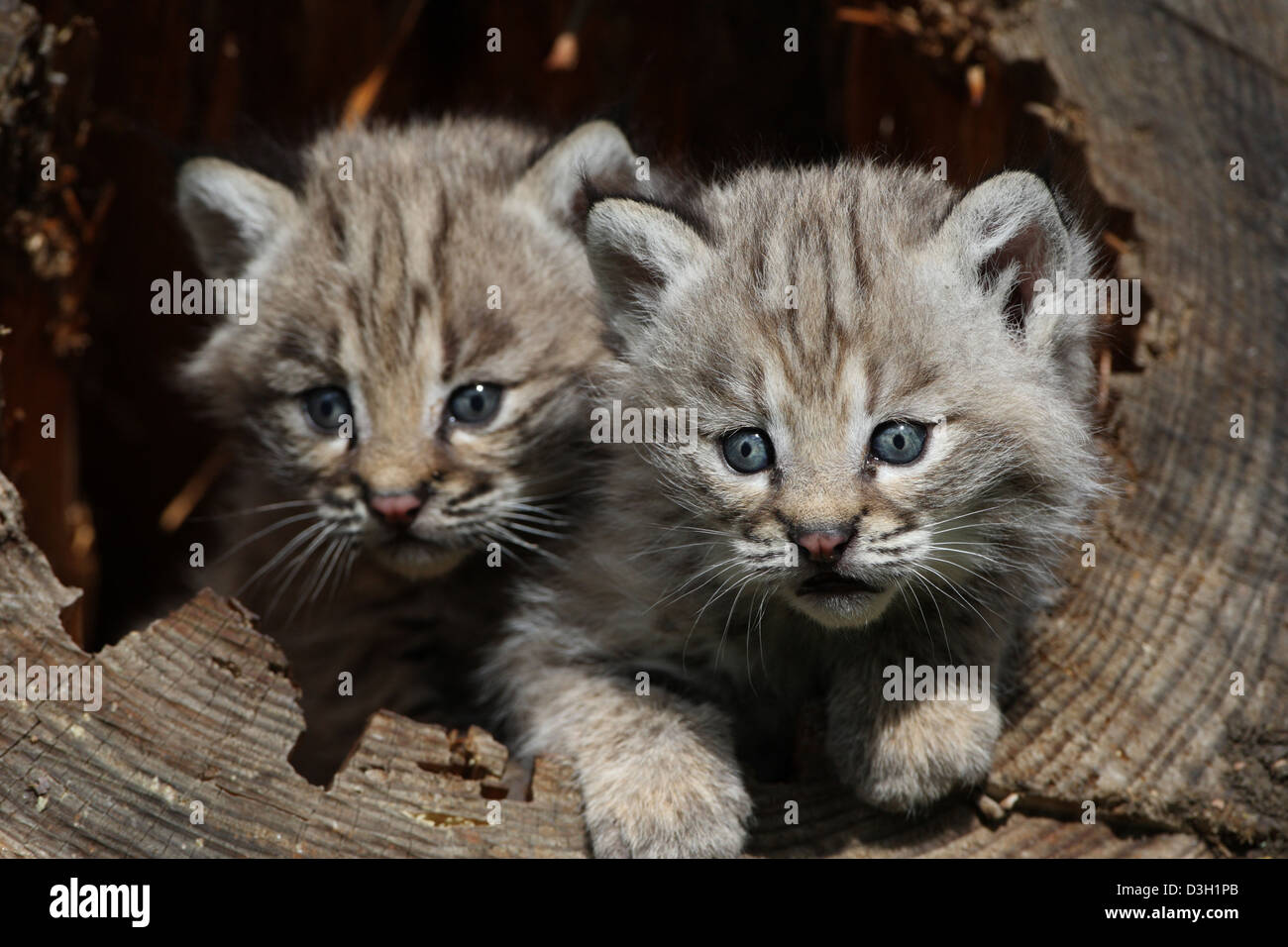 Bobcat Kitten High Resolution Stock Photography and Images - Alamy