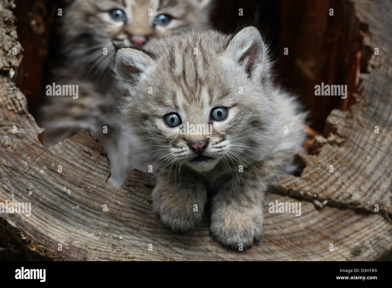 Bobcat america desert hi-res stock photography and images - Alamy