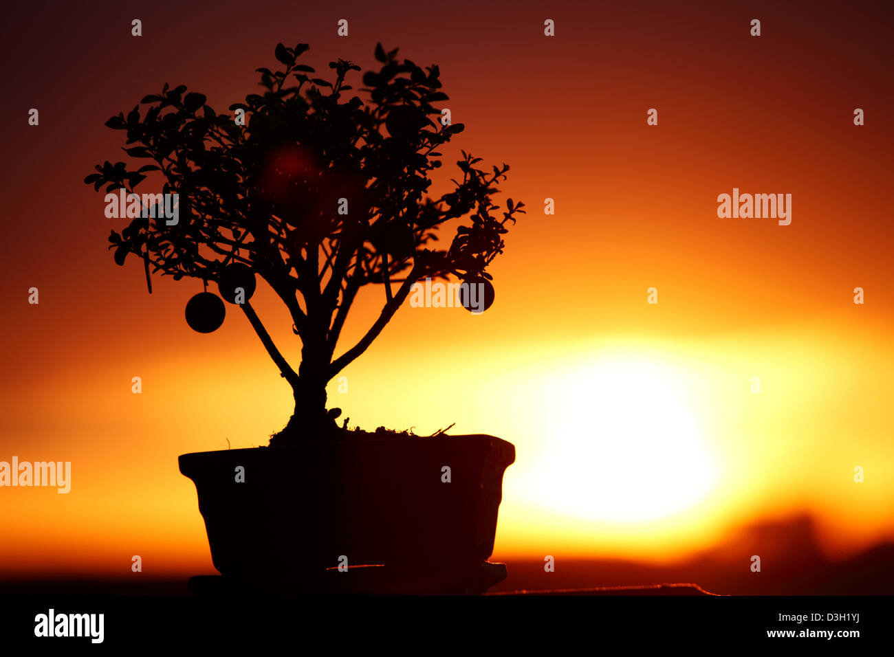bonsai on blue sky background Stock Photo - Alamy