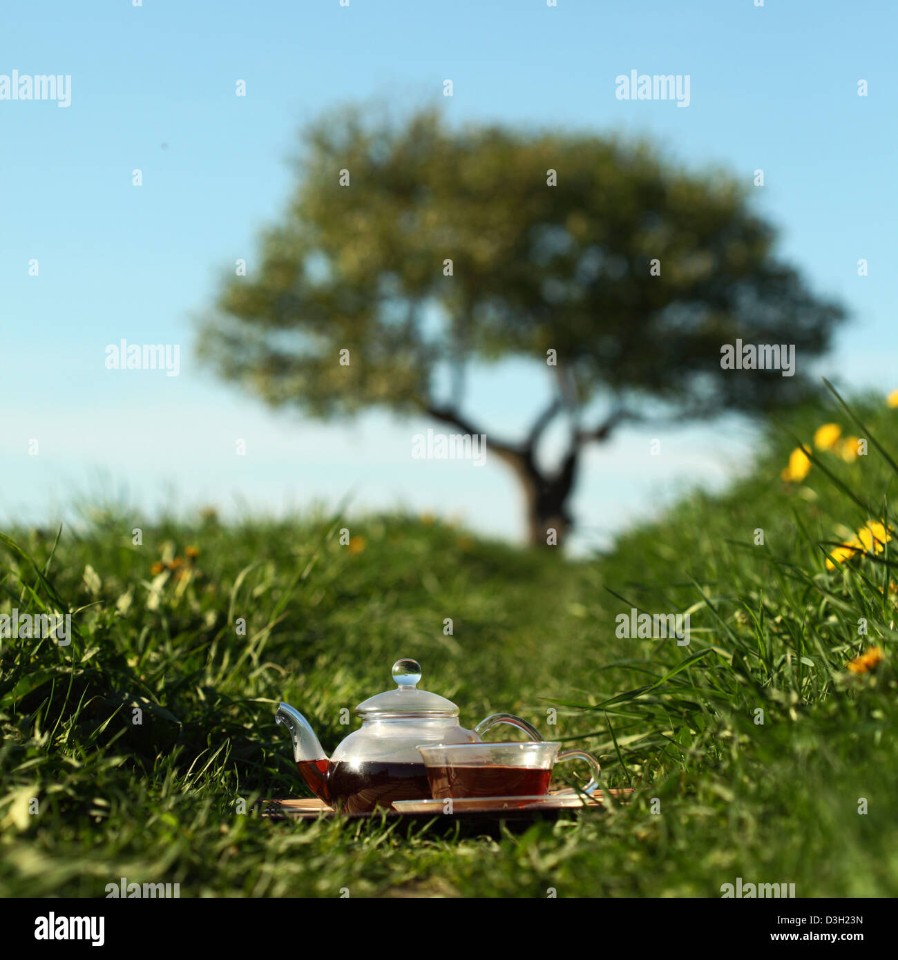 Natural tea in the pot Stock Photo - Alamy