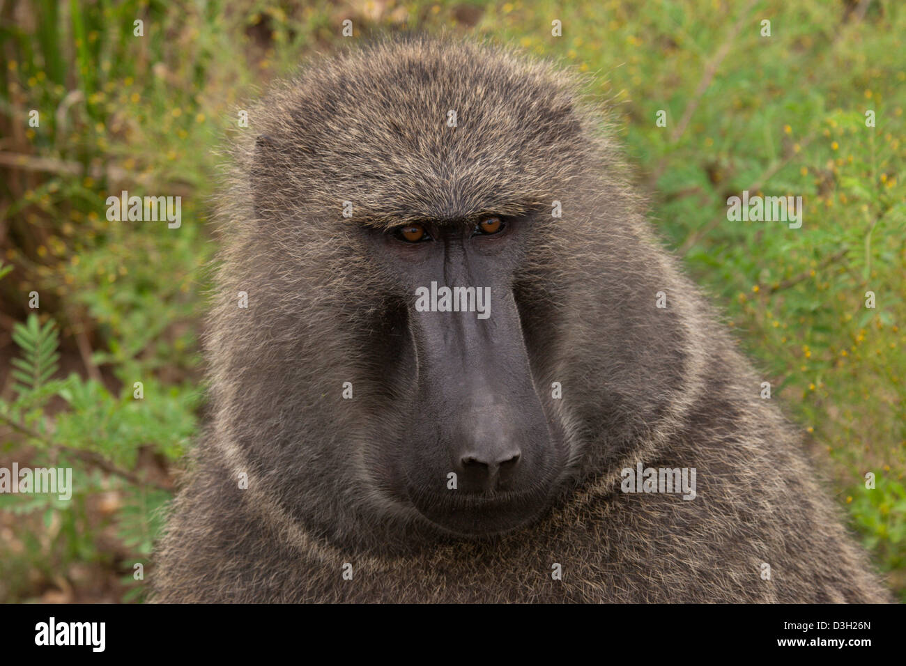baboon close up Queen Elizabeth Park Uganda wild Stock Photo - Alamy