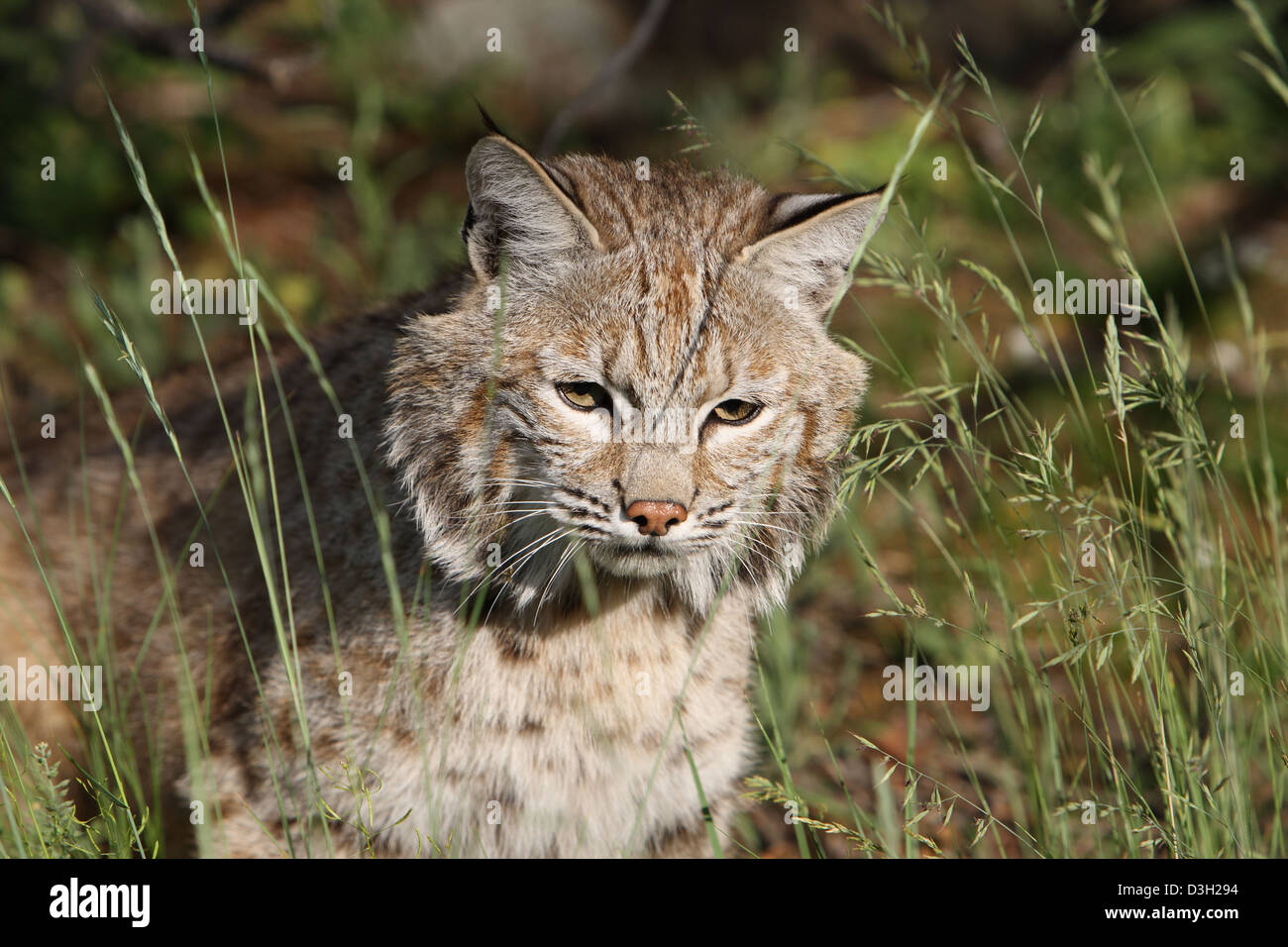 Bobcat america desert hi-res stock photography and images - Alamy