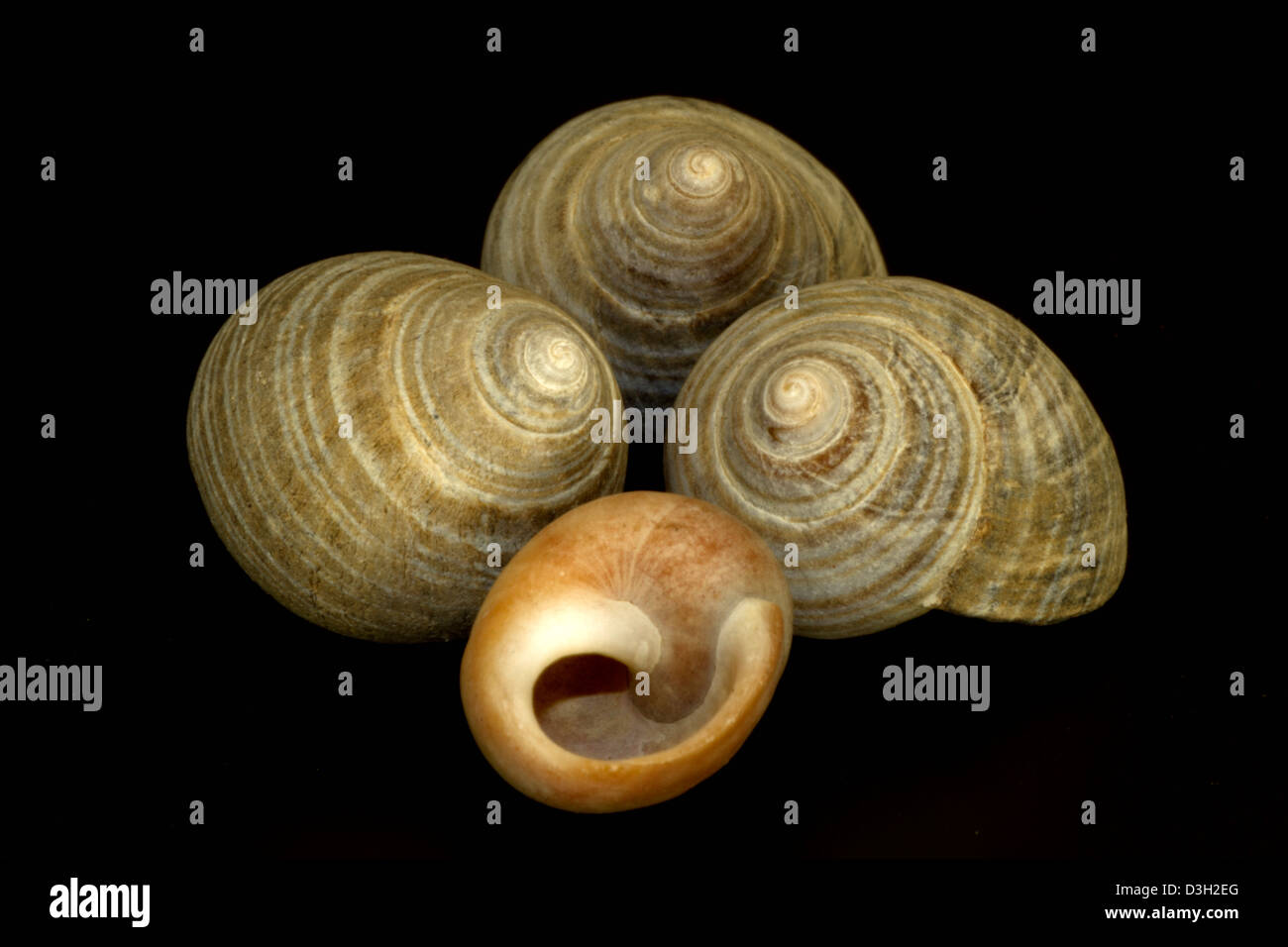Black seashells hi-res stock photography and images - Alamy