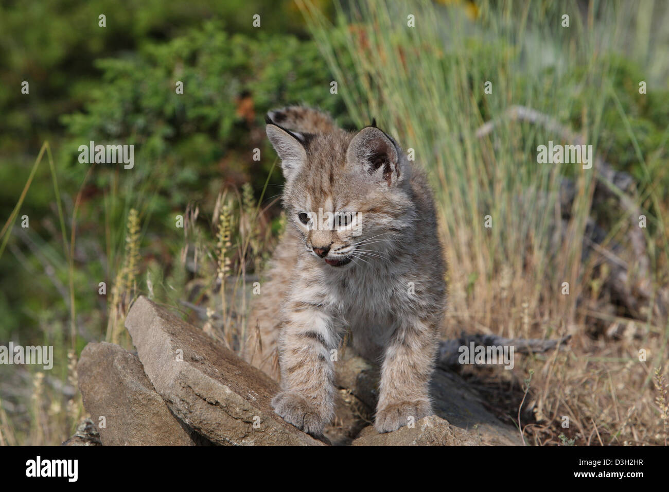 Baby bobcat hi-res stock photography and images - Alamy