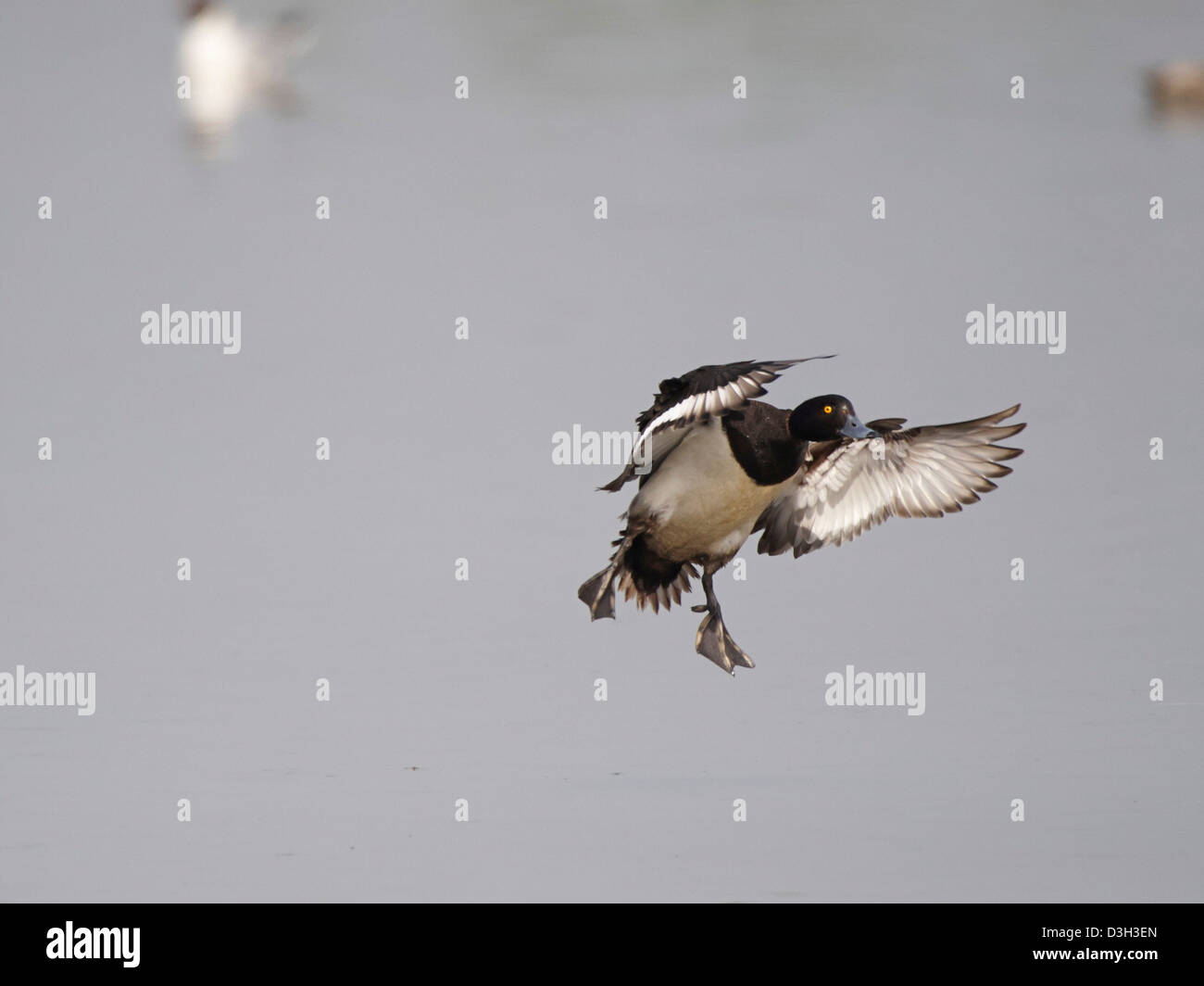 Duck in movement hi-res stock photography and images - Alamy