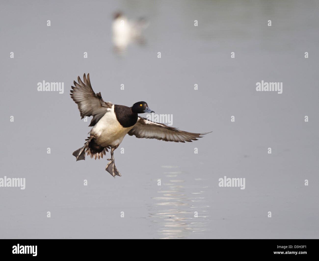 Tufted Duck in flight Stock Photo - Alamy