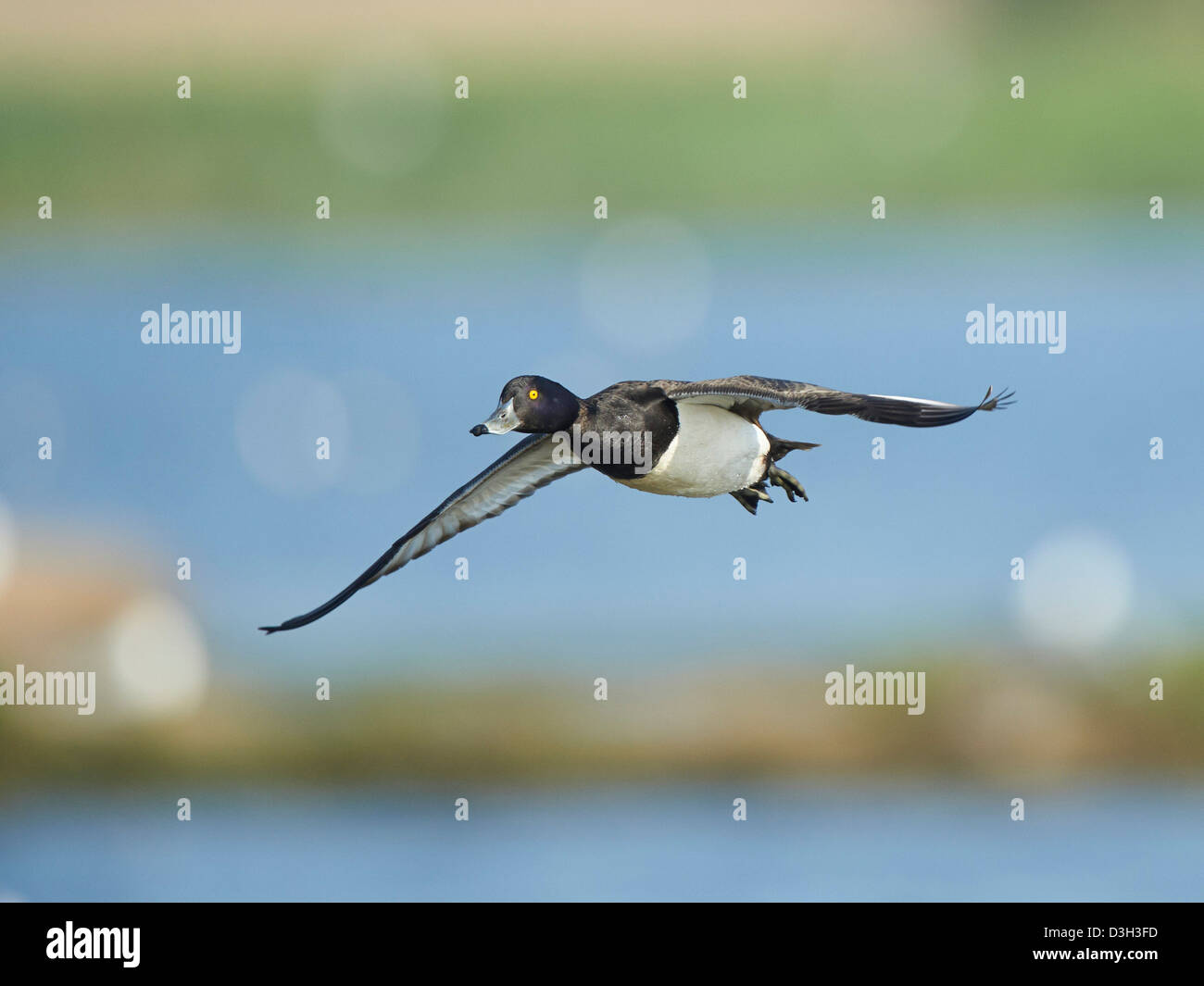 Duck in flight hi-res stock photography and images - Alamy