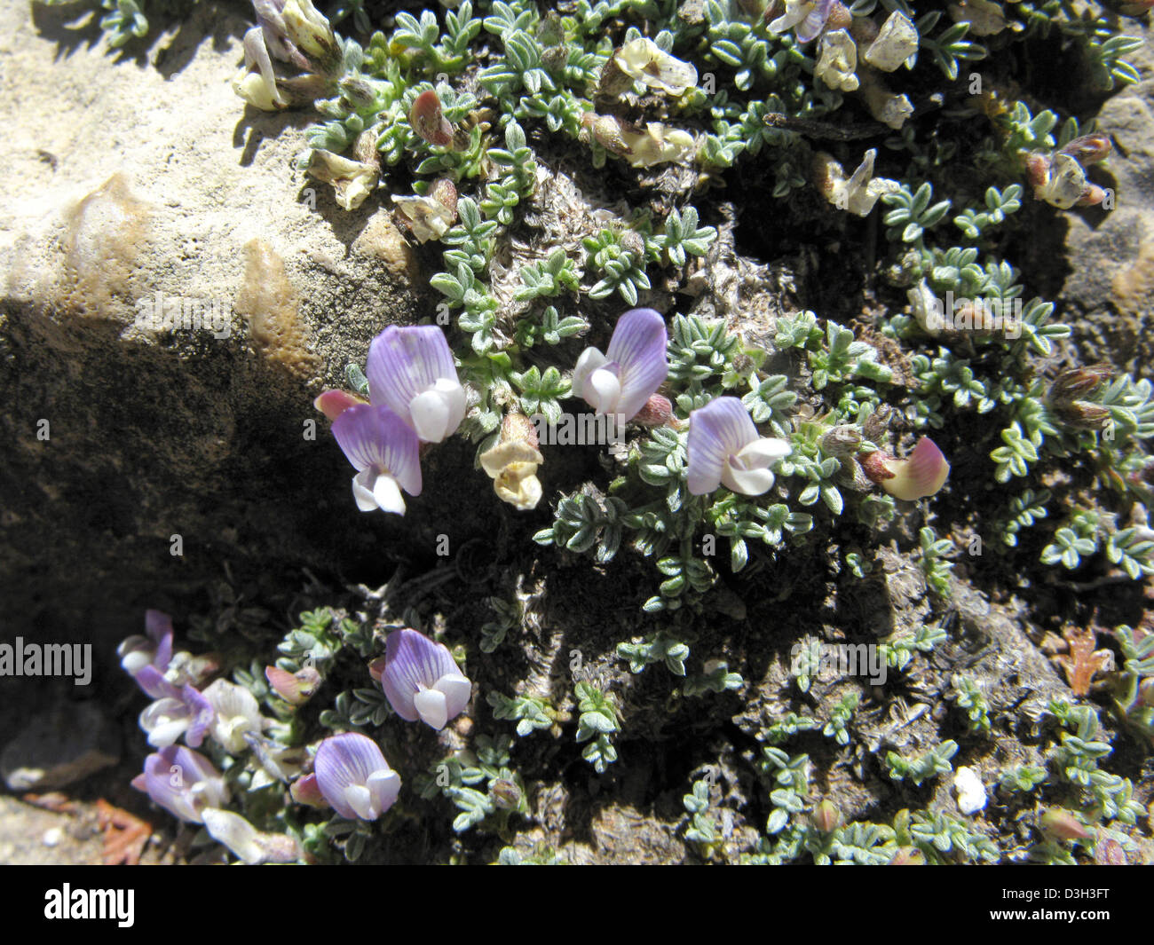 Sentry plant hi-res stock photography and images - Alamy