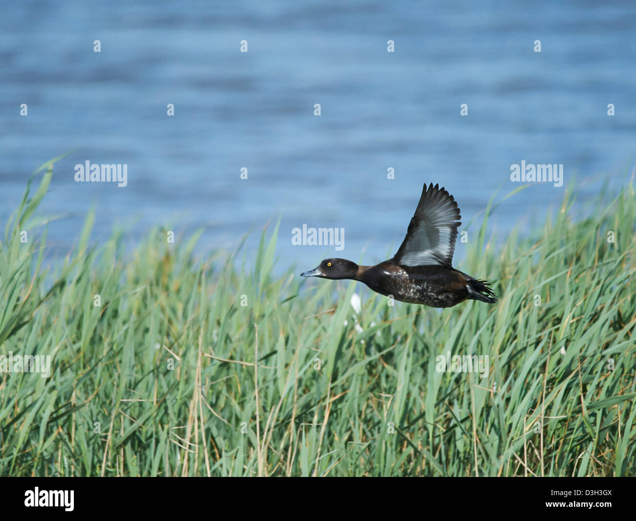Duck in movement hi-res stock photography and images - Alamy