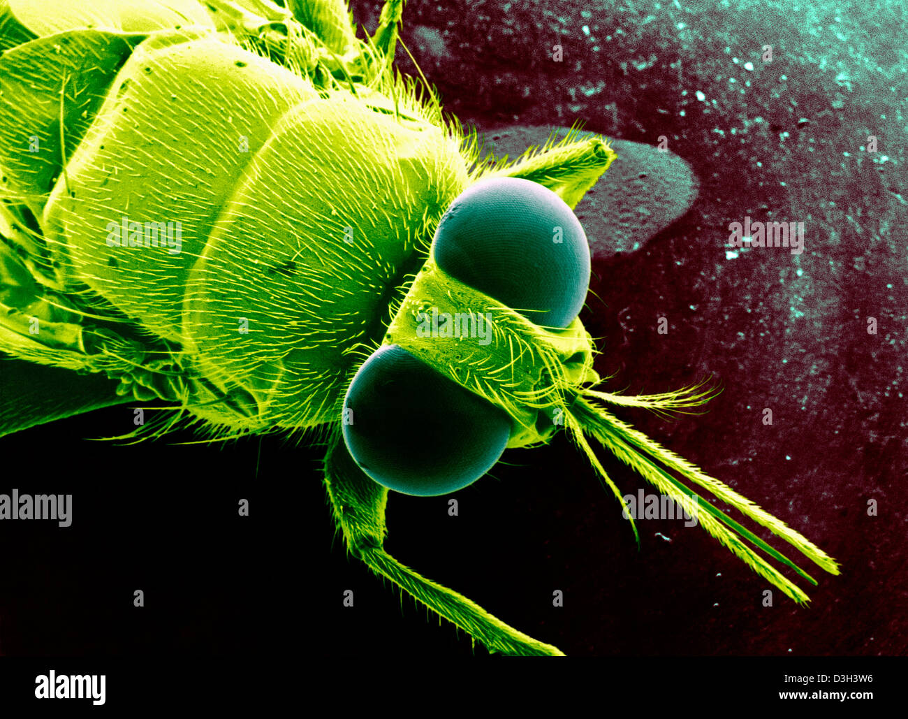 Tse tse fly hi-res stock photography and images - Alamy