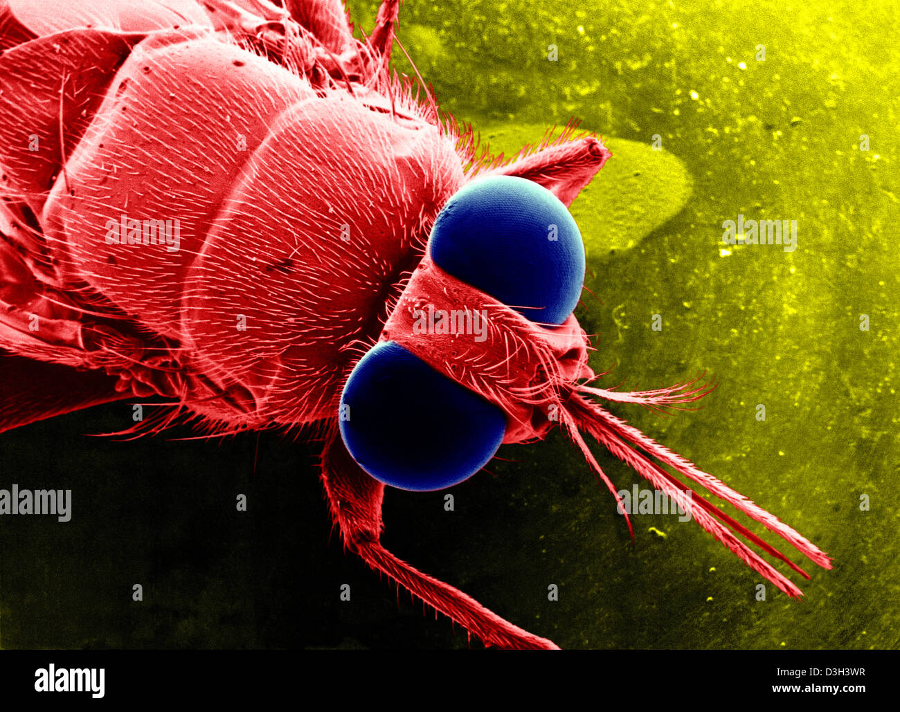 TSE TSE FLY, SEM Stock Photo - Alamy