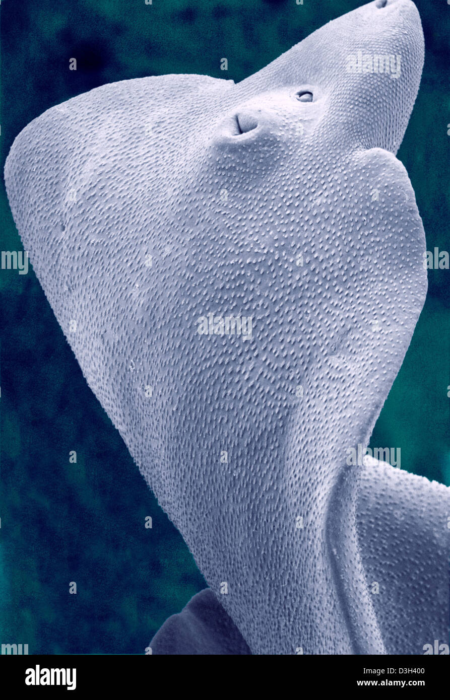 Fluke worms hi-res stock photography and images - Alamy