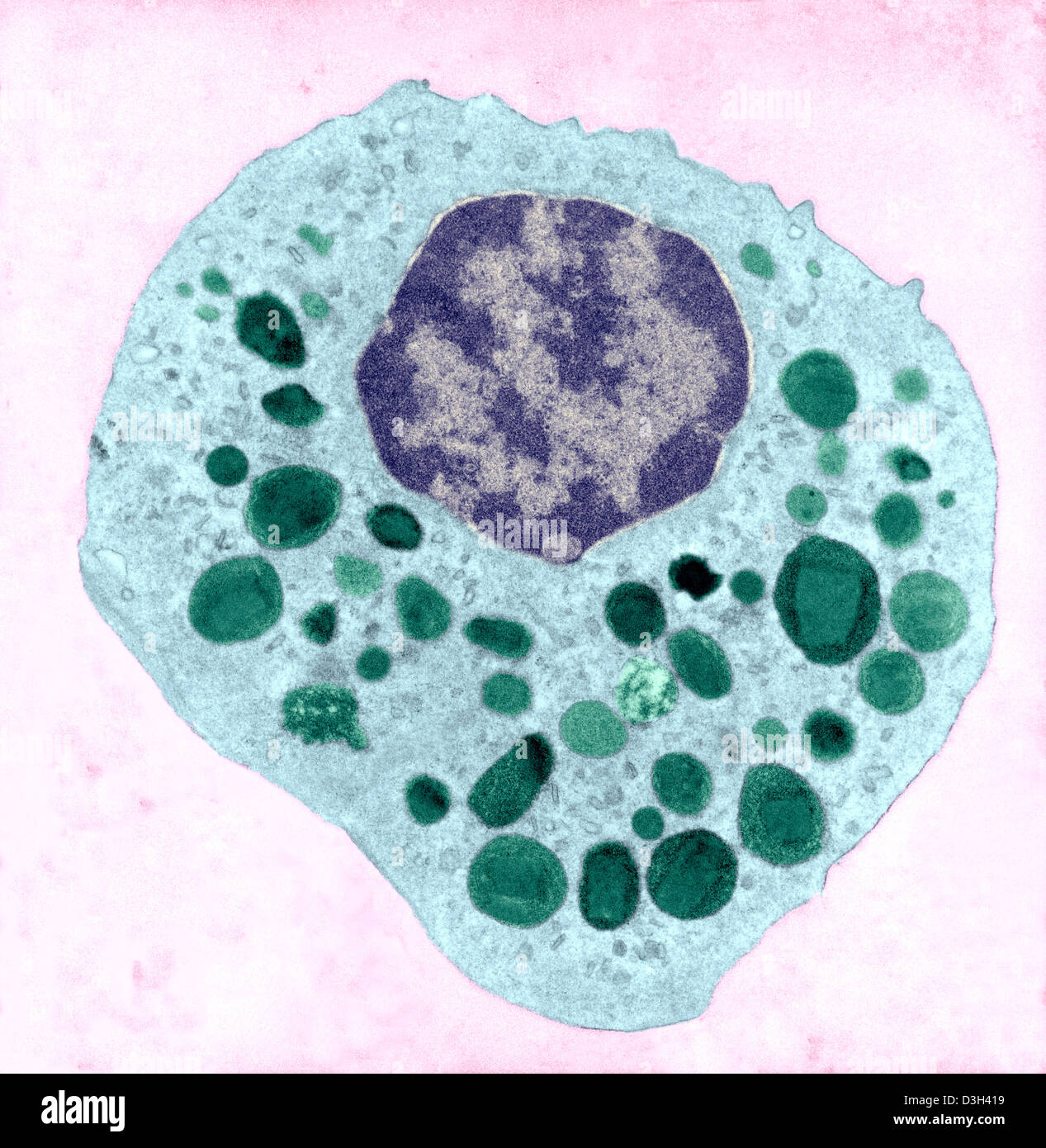 EOSINOPHIL GRANULOCYTE Stock Photo - Alamy