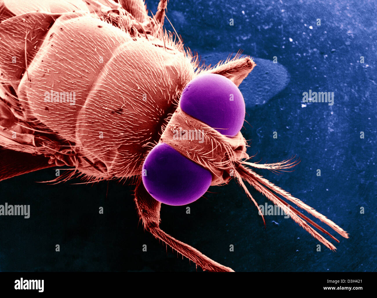 TSE TSE FLY, SEM Stock Photo - Alamy