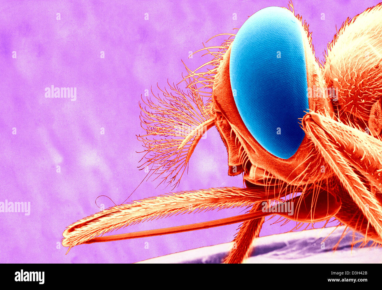 TSE TSE FLY, SEM Stock Photo - Alamy