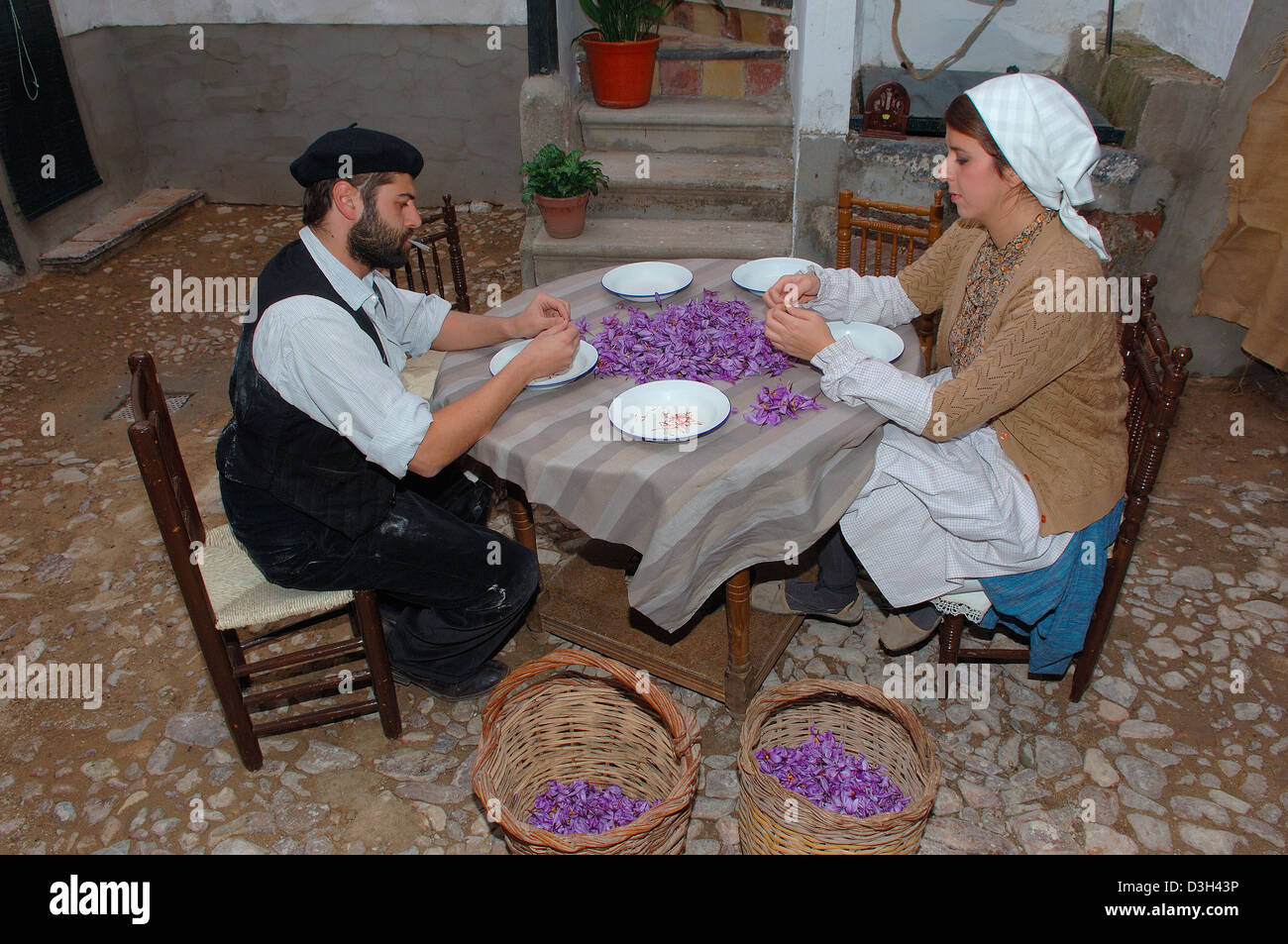 Consuegra, Extracting Saffron Flower Stigmas, Saffron Rose Festival ...