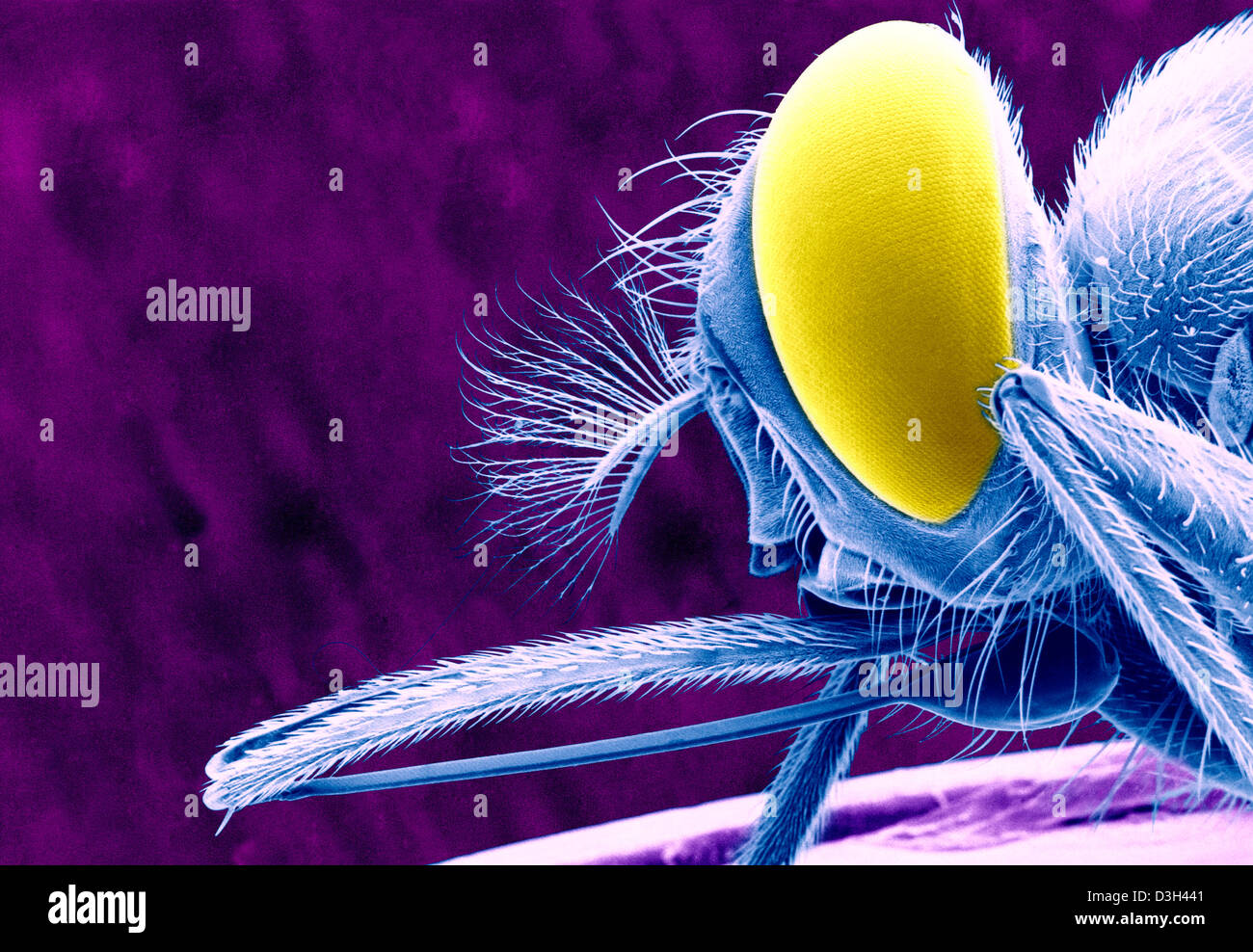 Fly eye sem hi-res stock photography and images - Alamy