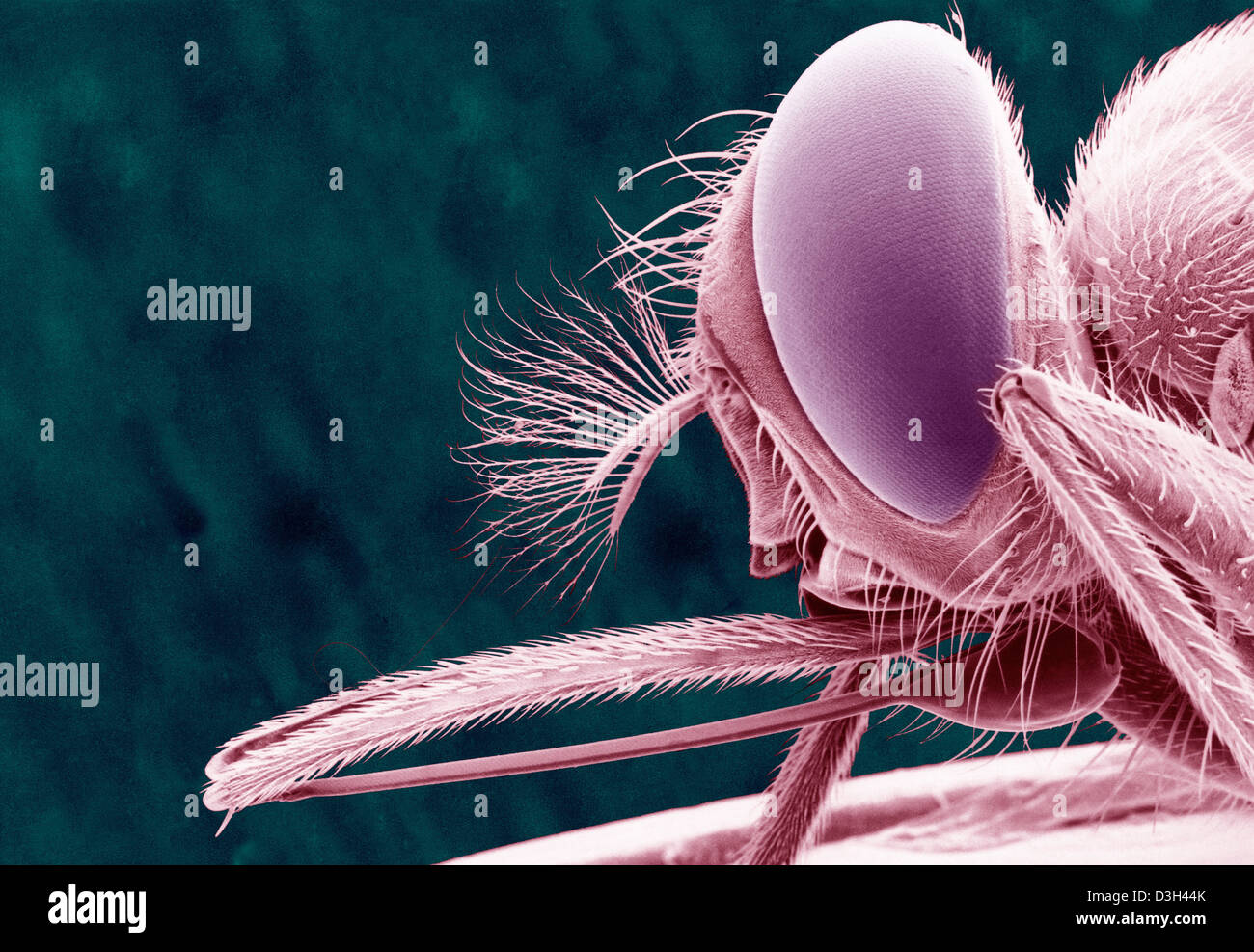 Tsetse fly animals hi-res stock photography and images - Alamy