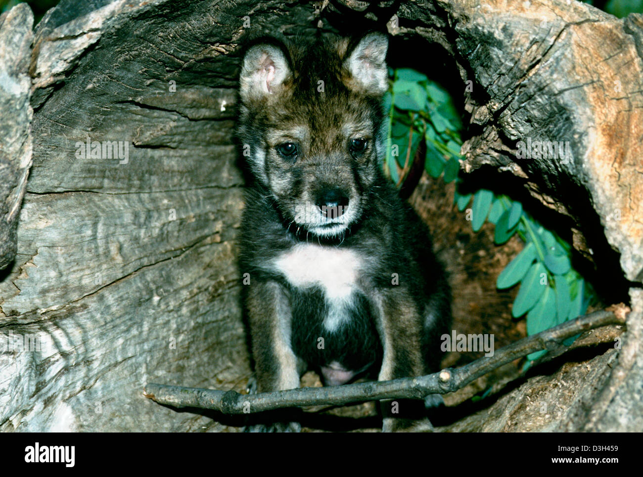 Wolf den inside hi-res stock photography and images - Alamy
