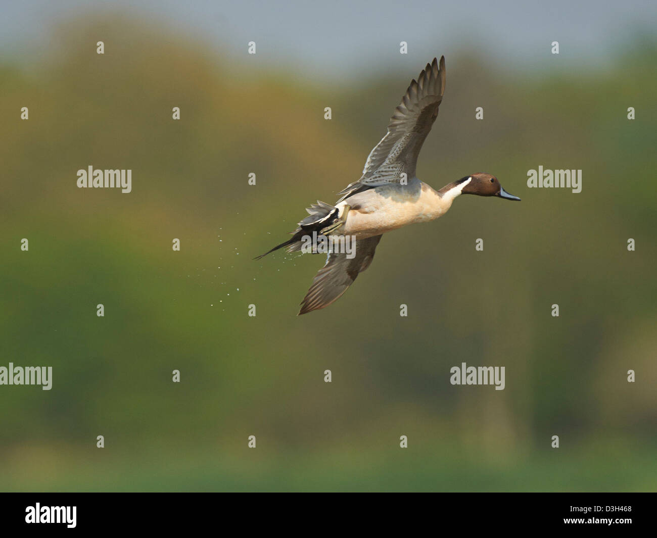 Pintail in flight Stock Photo - Alamy